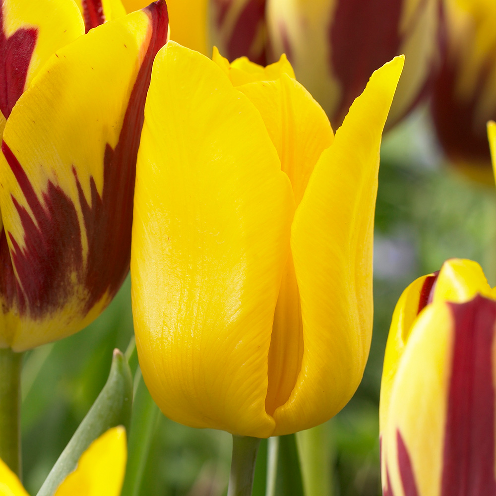 Buy Tulip Rising Sun Collection at jparkers.co.uk