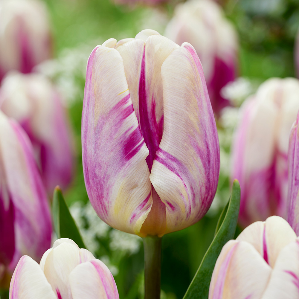 Buy Triumph Tulips Collection at jparkers.co.uk