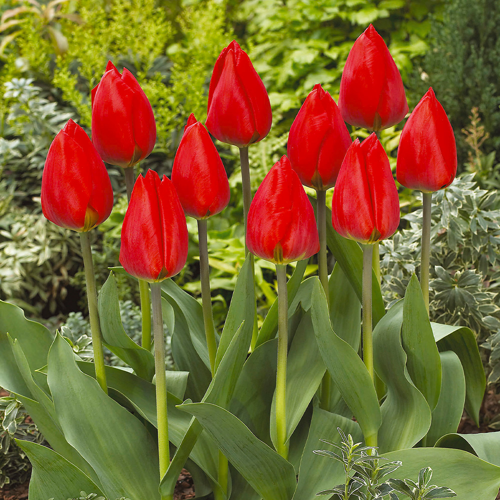 Buy Single Early Tulip Collection at jparkers.co.uk