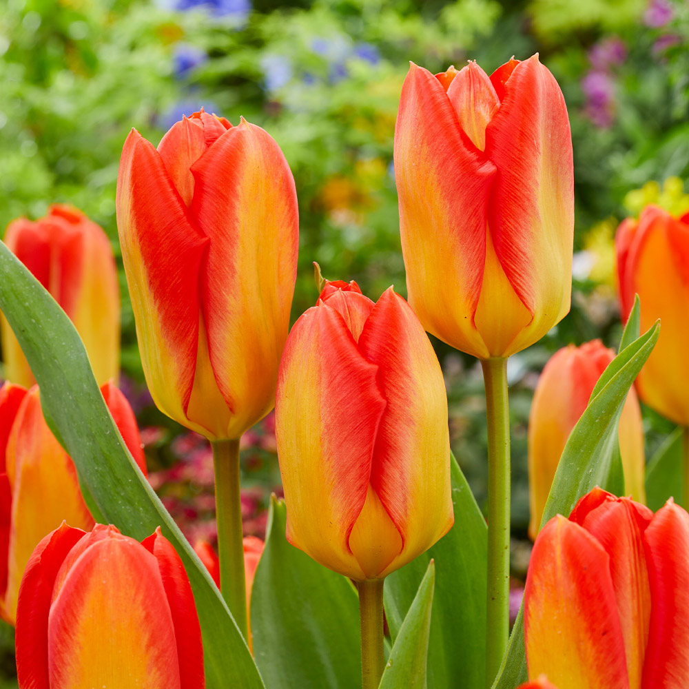 Buy Tulip Fosteriana Unusual Collection at jparkers.co.uk