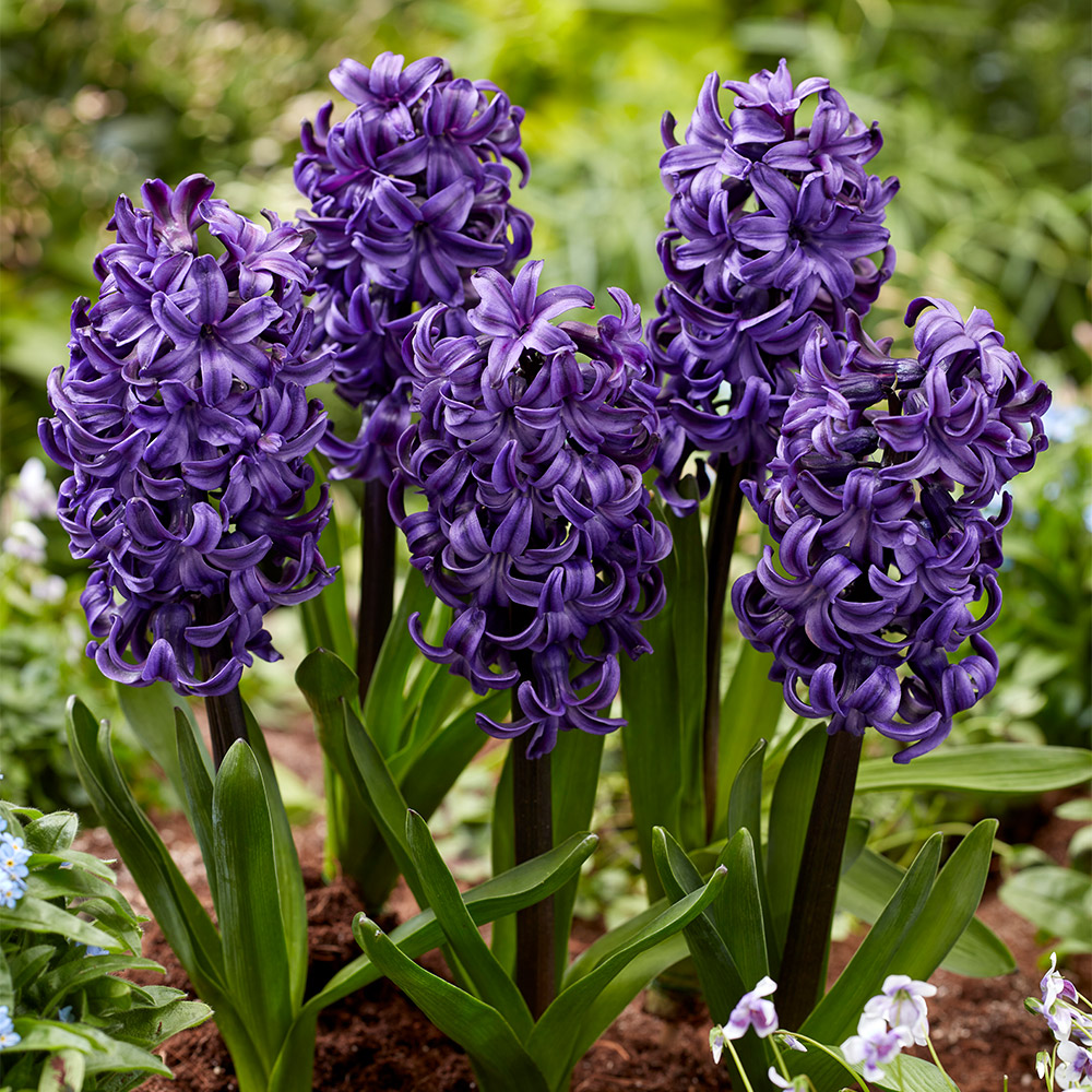 Buy Hyacinth New Collection 14/15 at jparkers.co.uk