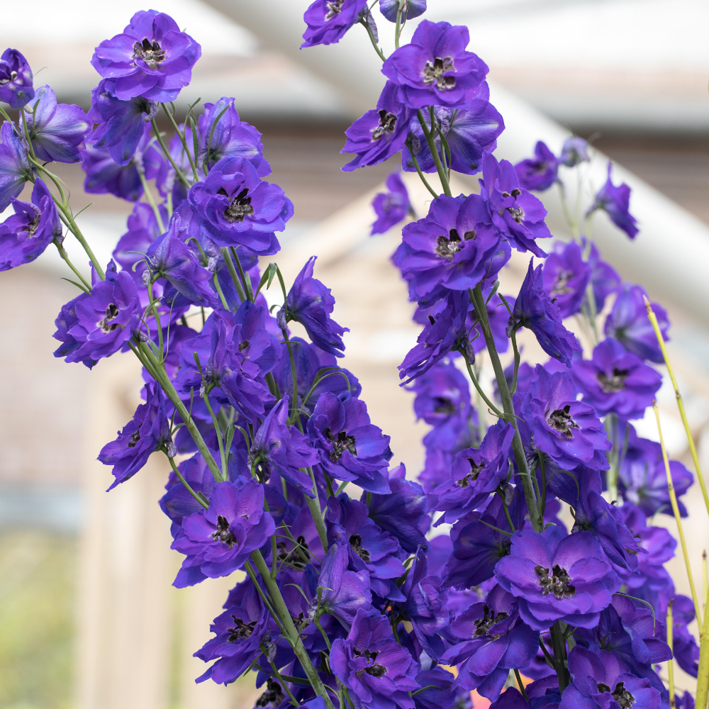 Buy Delphinium Magic Fountains Coll at jparkers.co.uk