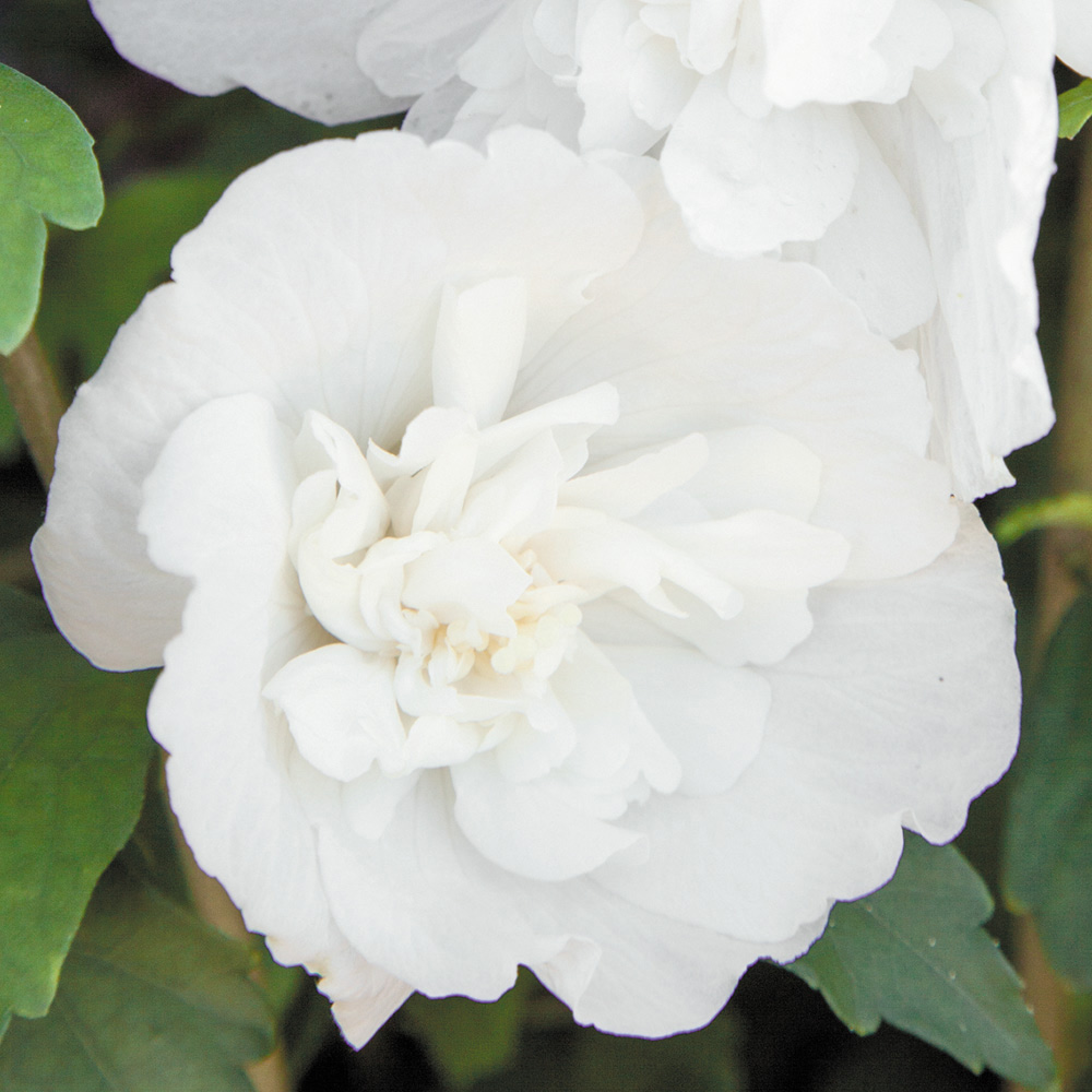 Buy Hibiscus Double Flower Collection at jparkers.co.uk