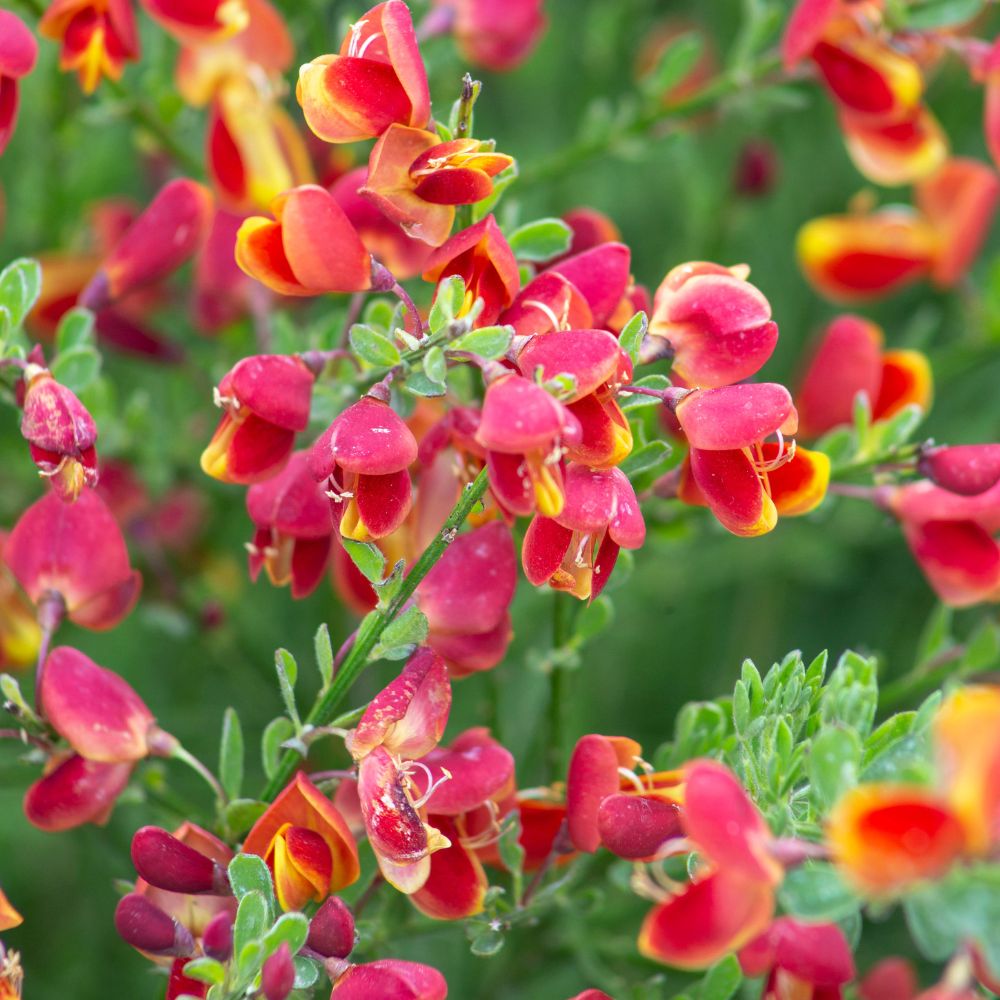 Cytisus Collection - JParkers