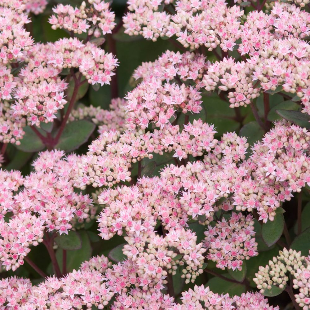 Buy Sedum Flower Show Collection at jparkers.co.uk