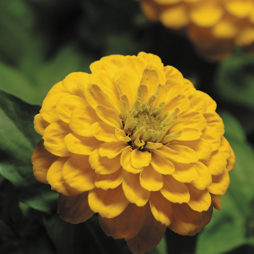 Buy Zinnia Giant Zesty Collection at jparkers.co.uk