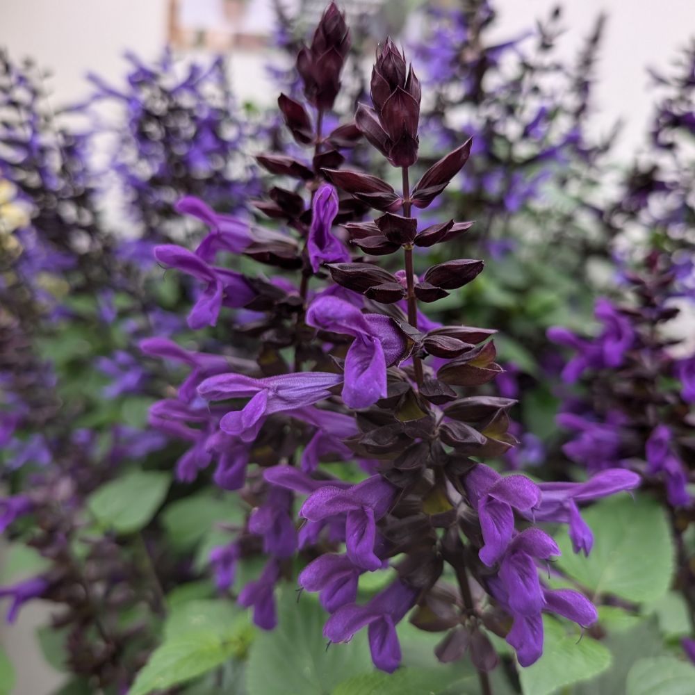 Buy Salvia Salgoon Lake collection at jparkers.co.uk