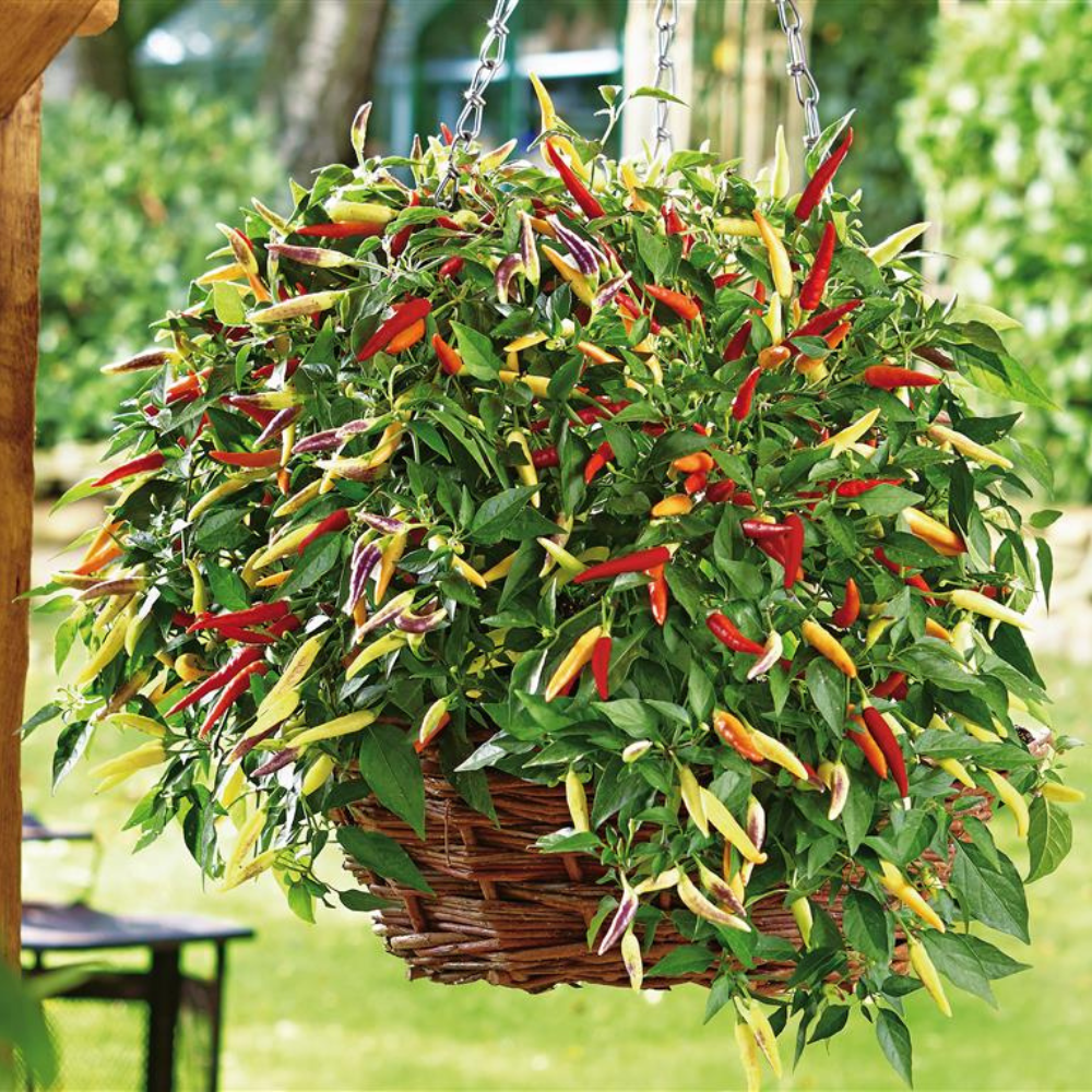 Chilli Plant Collection - JParkers