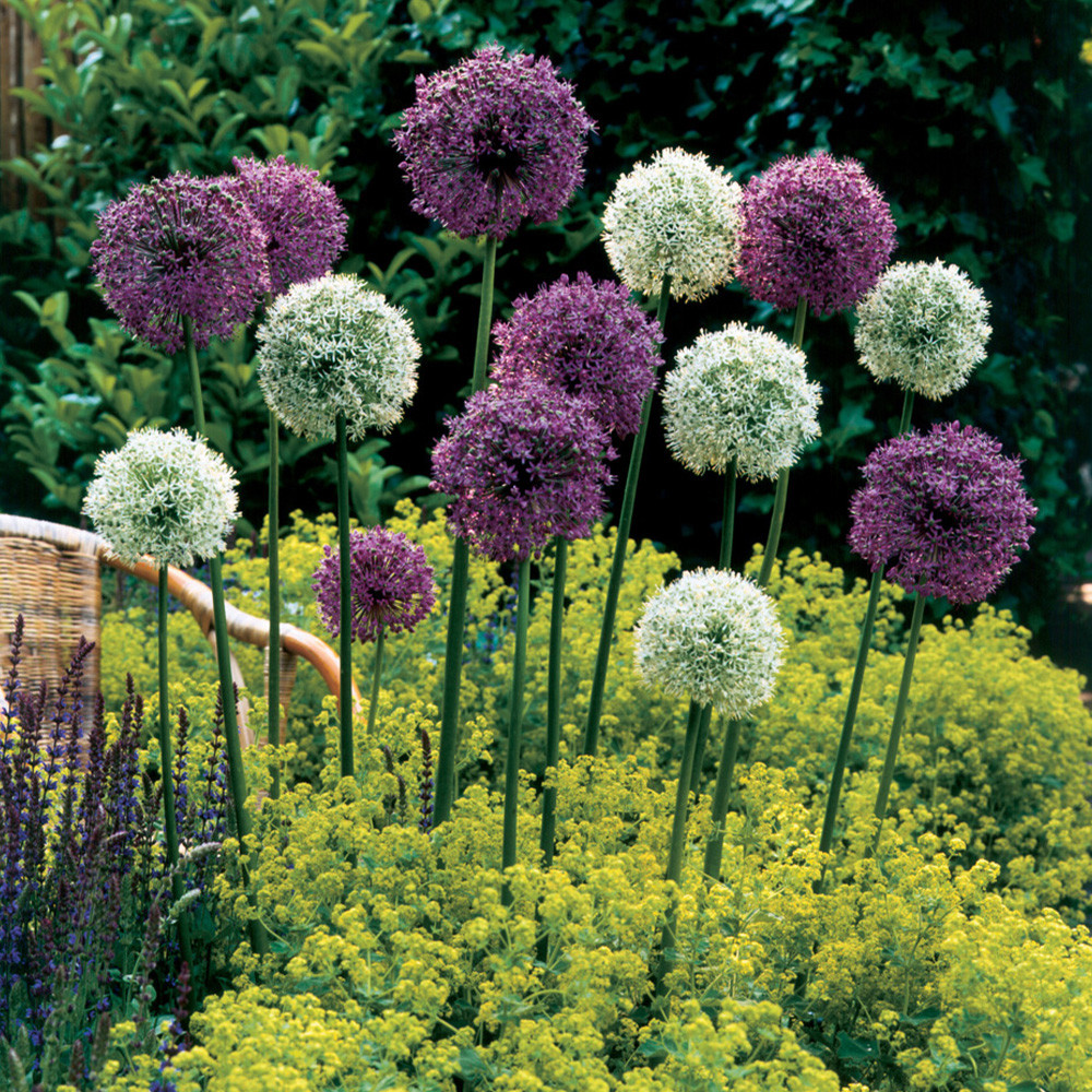 Allium Perfect Partner Collection - JParkers