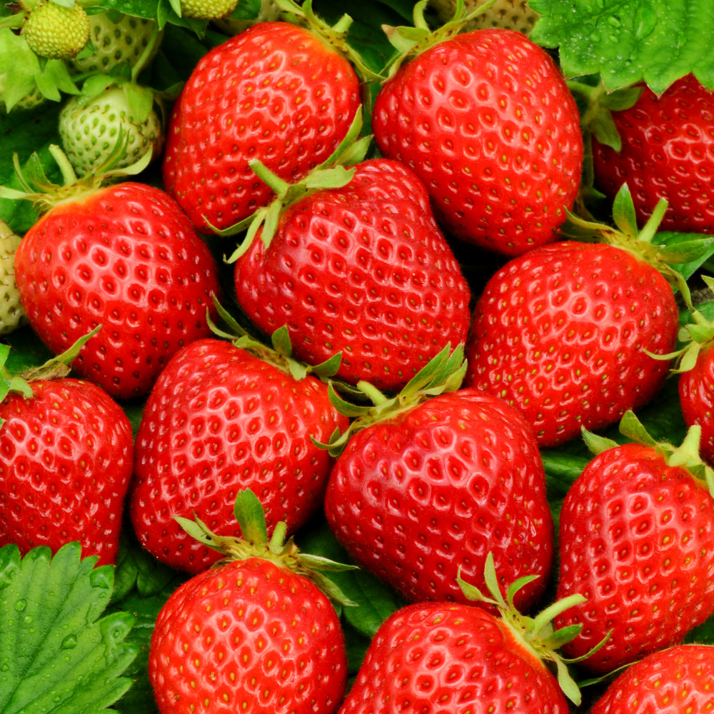Shop All Strawberry New Collection | J. Parker's
