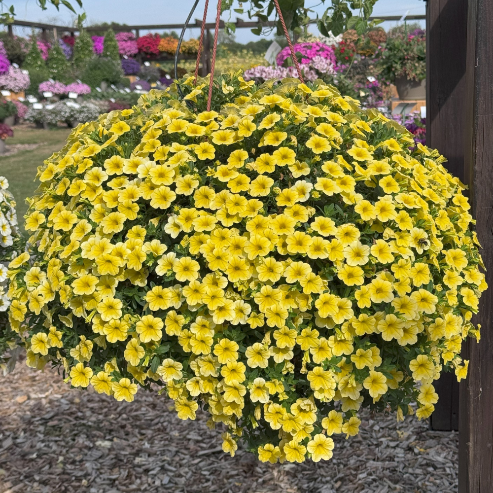 Calibrachoa Super Calita Collection | J Parker Dutch Bulbs