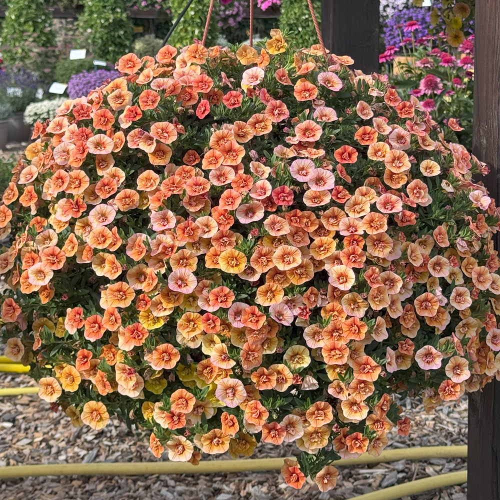 Buy Unique Double Calibrachoa Collection at jparkers.co.uk