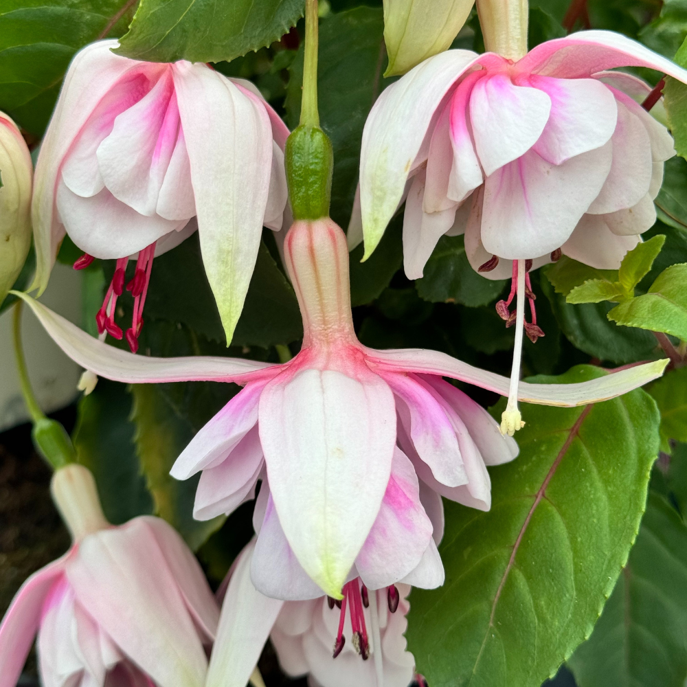 Shop Fuchsia Patio Dancer Collection | J. Parker's