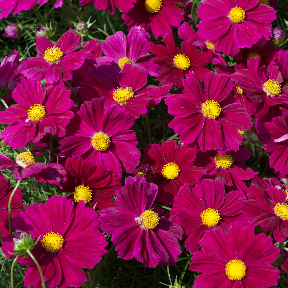 Cosmos Compact Apollo Collection (Maxi Plugs) | J Parker Dutch Bulbs