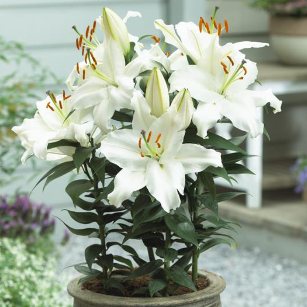 Dwarf Oriental Lily Collection - JParkers