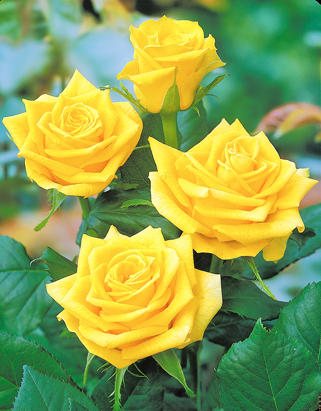 Buy HT Rose Collection at jparkers.co.uk