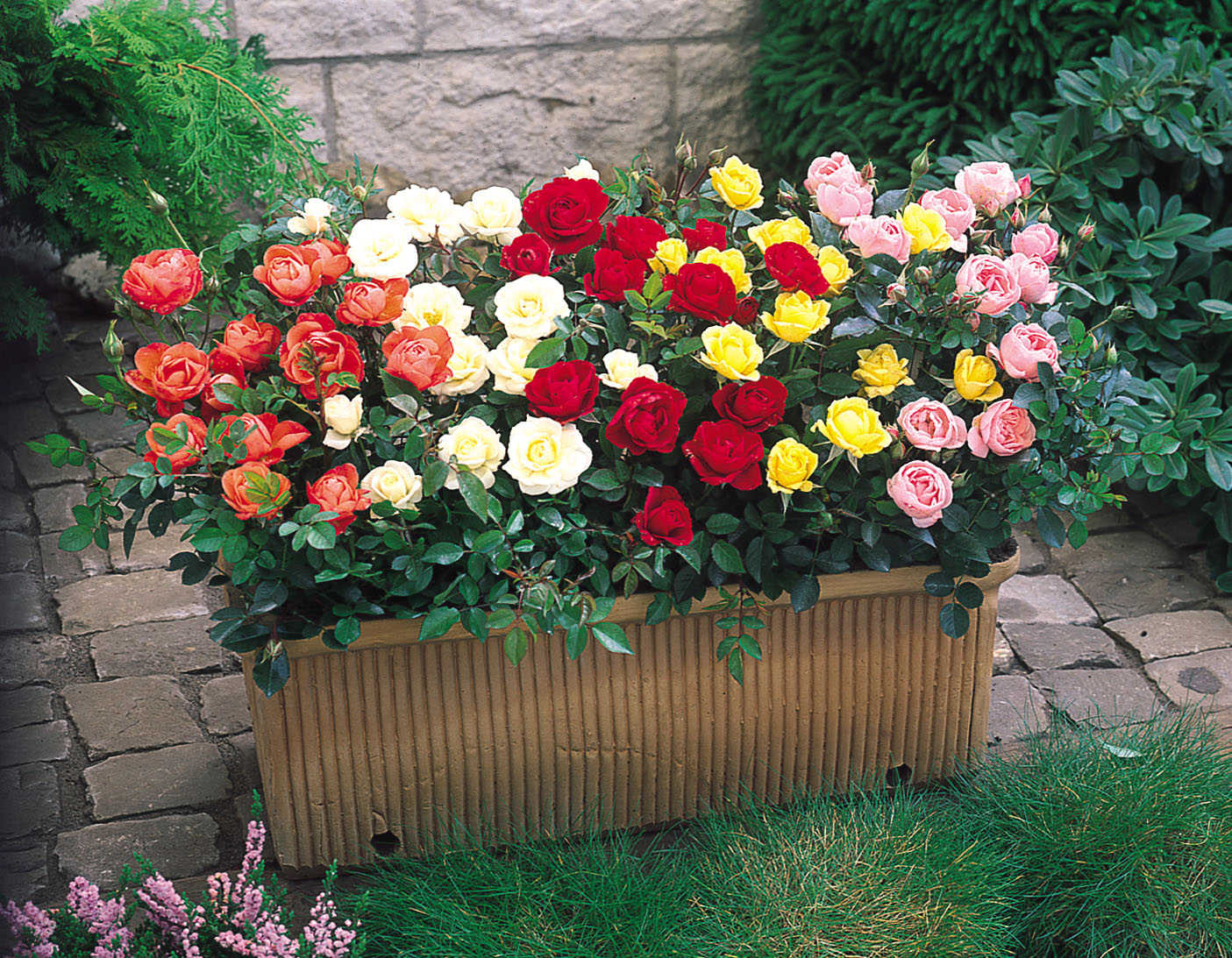 Miniature Rose Collection - JParkers