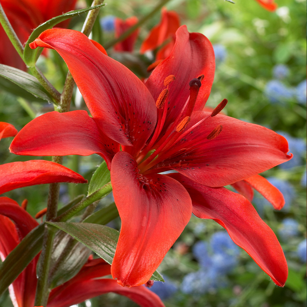 Buy Lilium Asiatic Collection at jparkers.co.uk