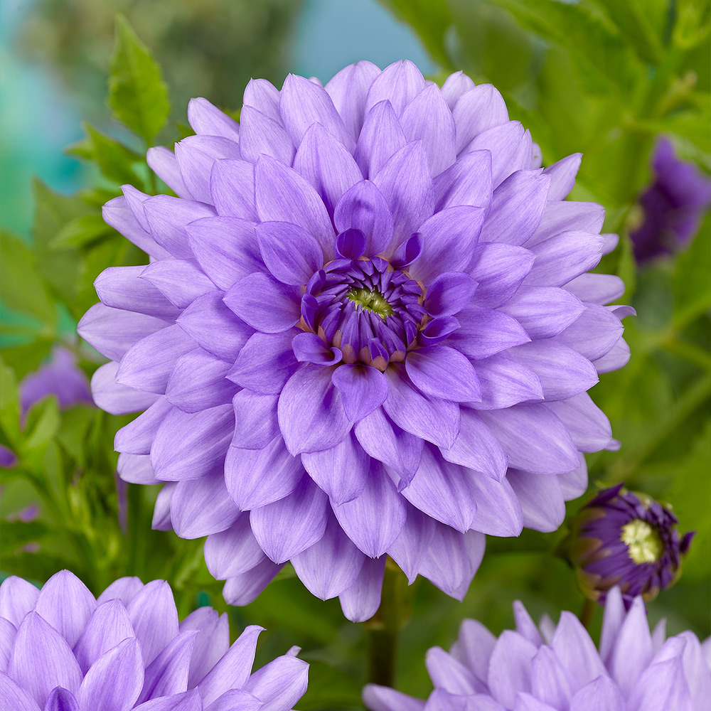 Shop Blue/Purple Dahlia Collection from J. Parker's for Less