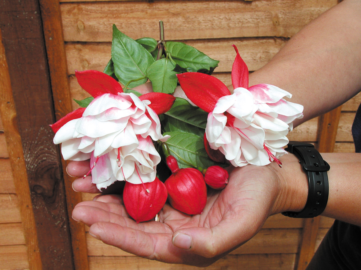 Fuchsia Giant Trailing Collection - JParkers