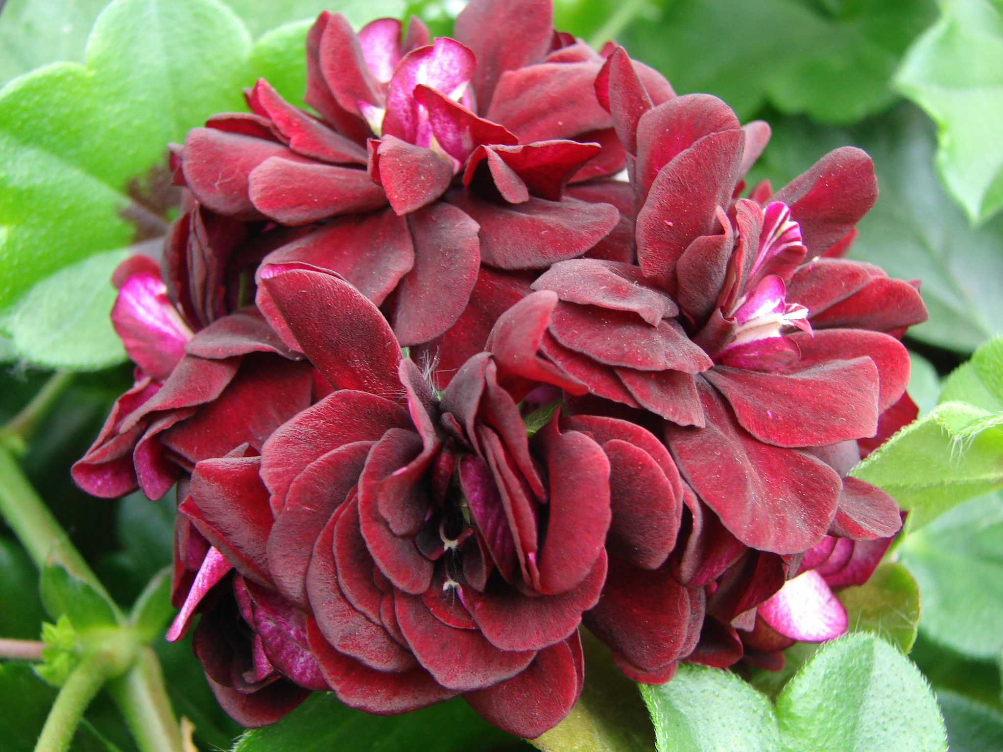 Buy Geranium Sybil Collection for less with J. Parker's