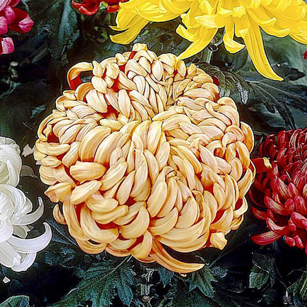 Chrysanthemum Bloom collection (Incurve Petals) - JParkers