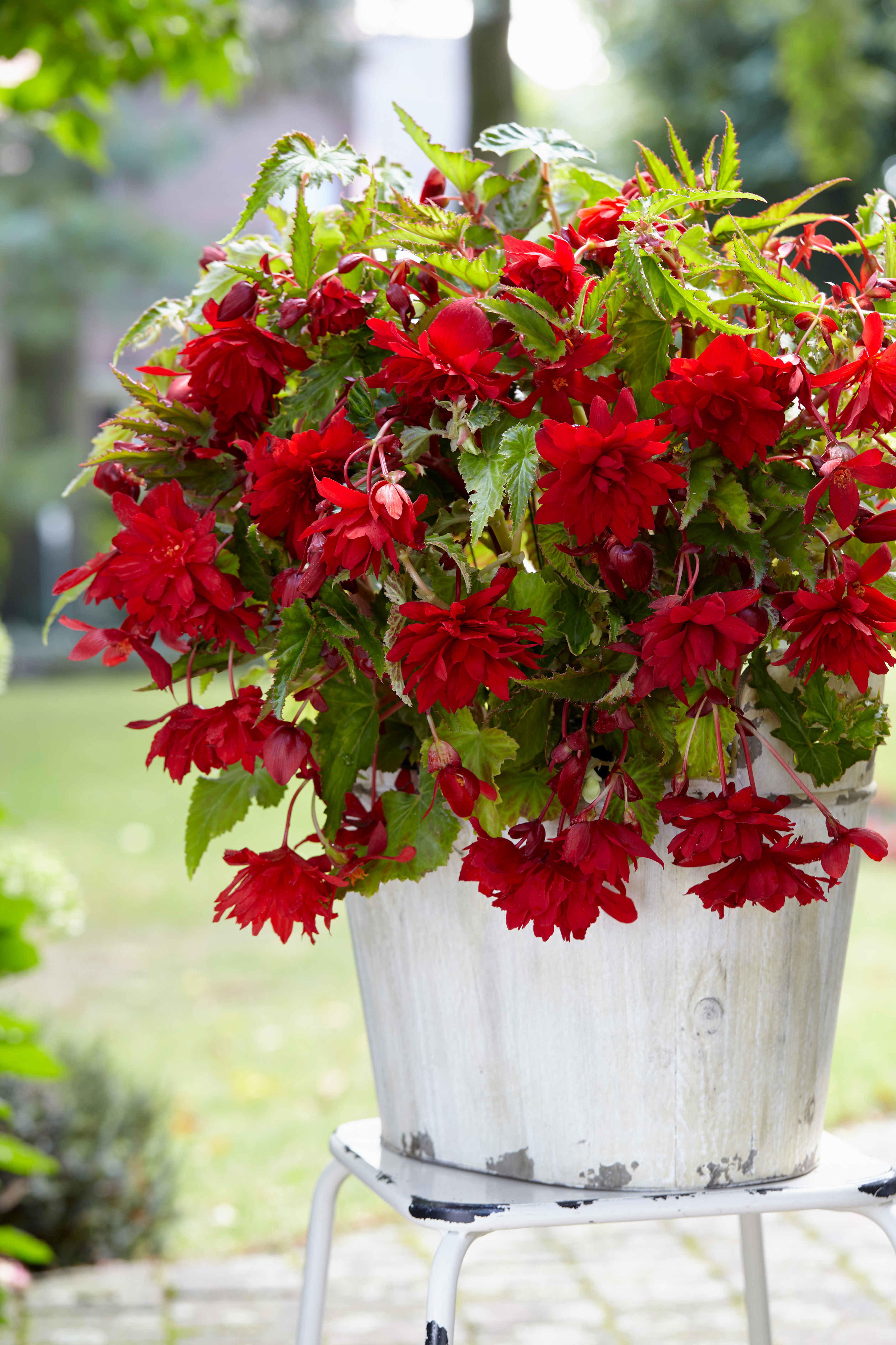 Begonia Illumination Collection - JParkers