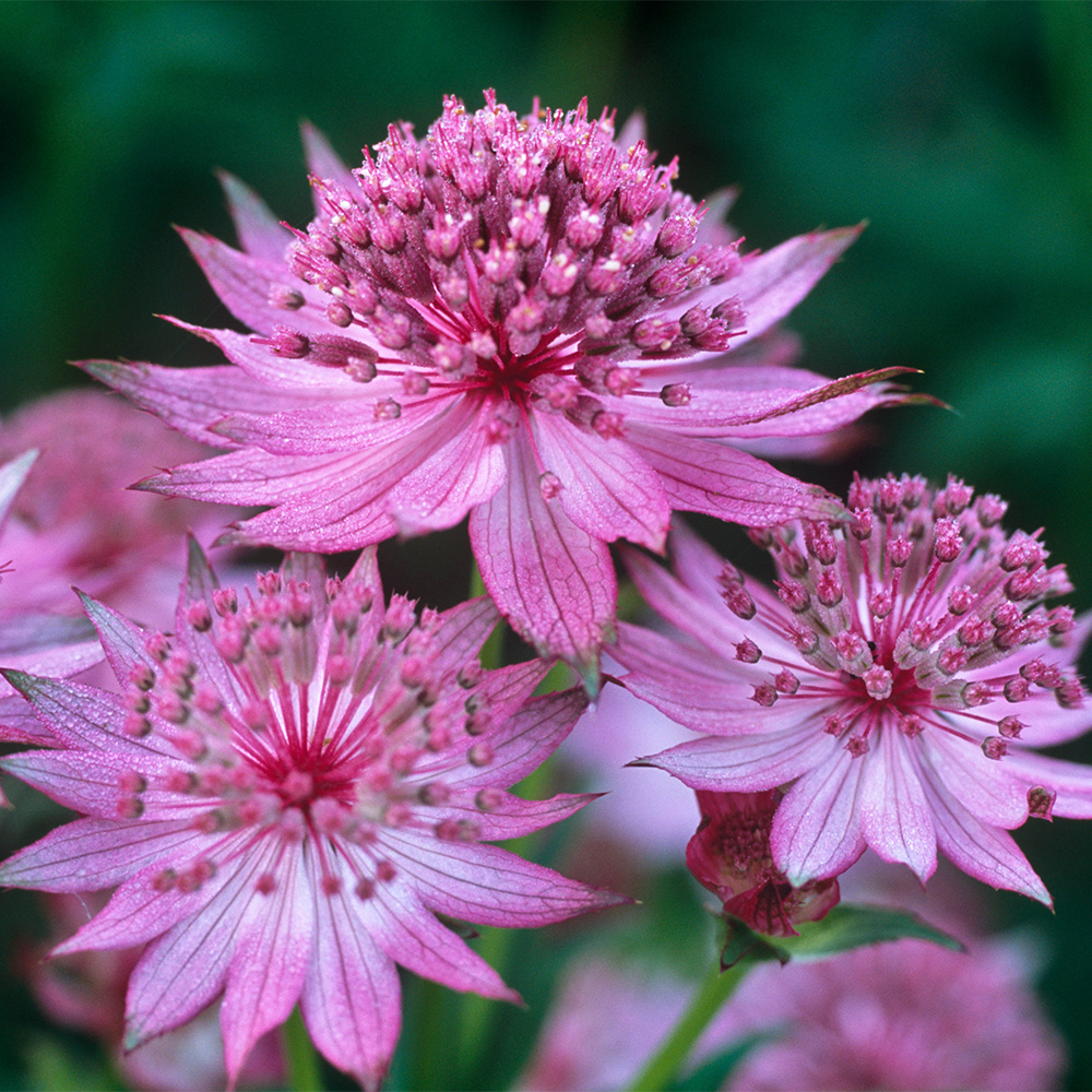 Shop Astrantia Collection (Loose Roots) from J. Parker's for Less