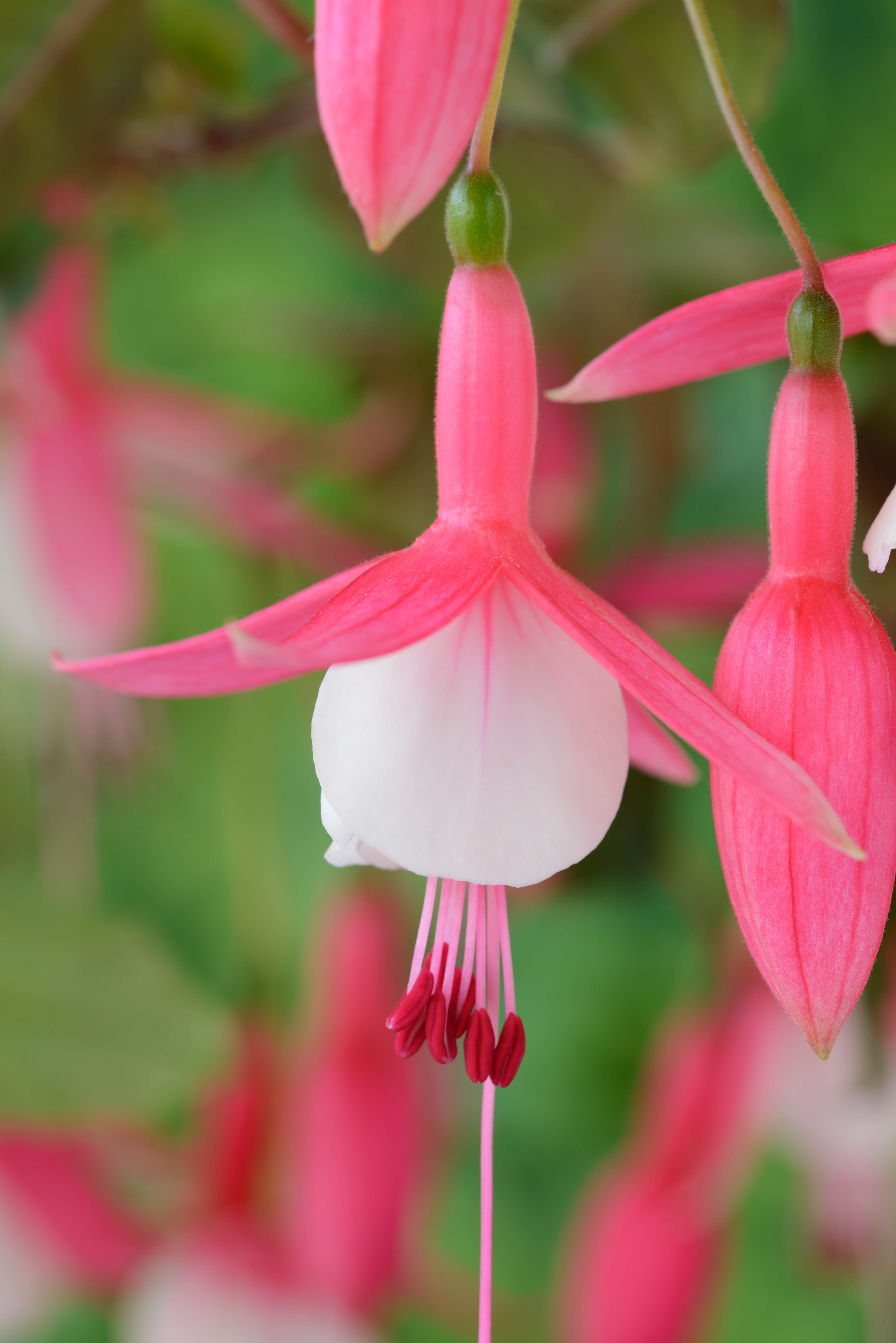 Shop Fuchsia Unusual Hardy Collection from J. Parker's