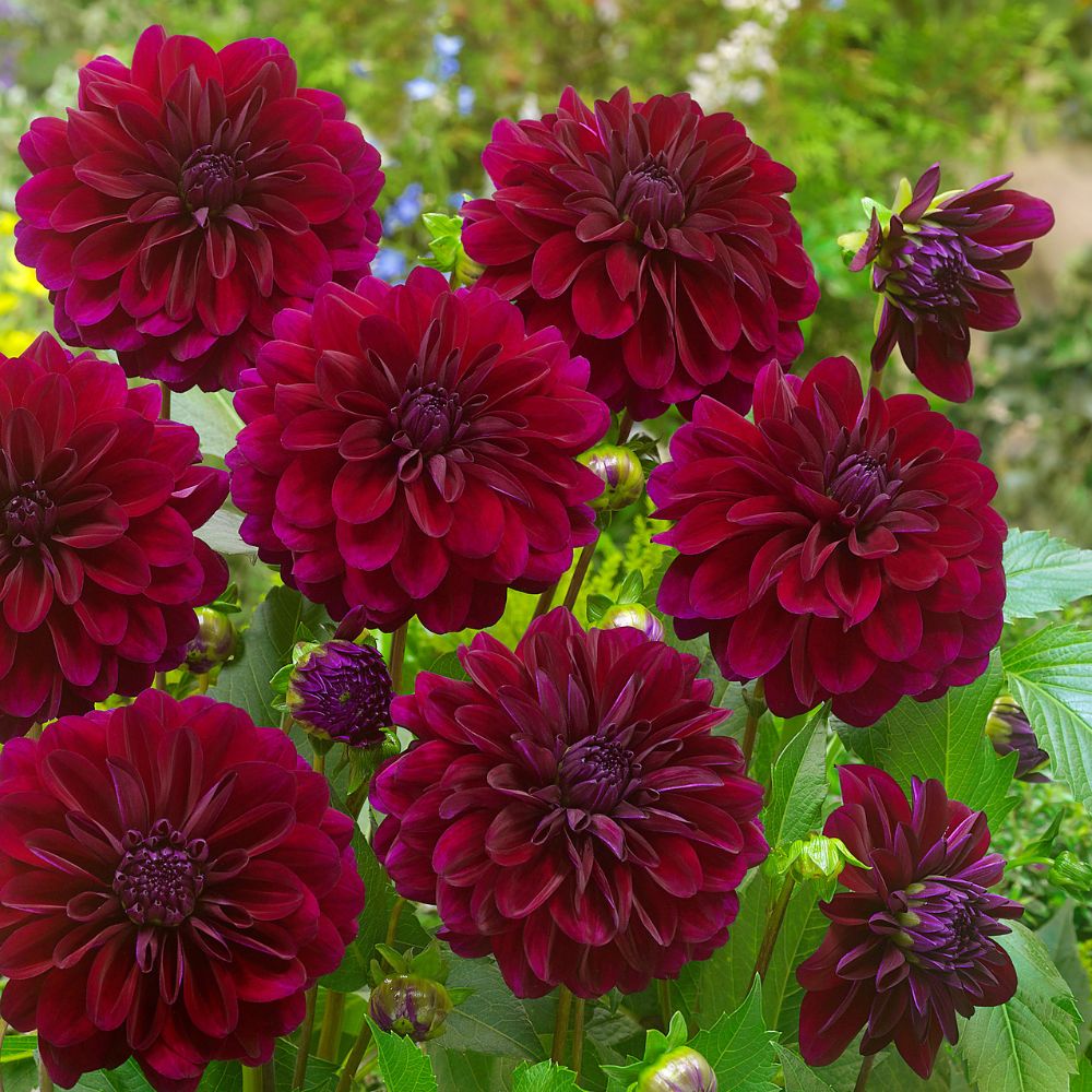 Shop Dahlia Karma Collection from J. Parker's for Less