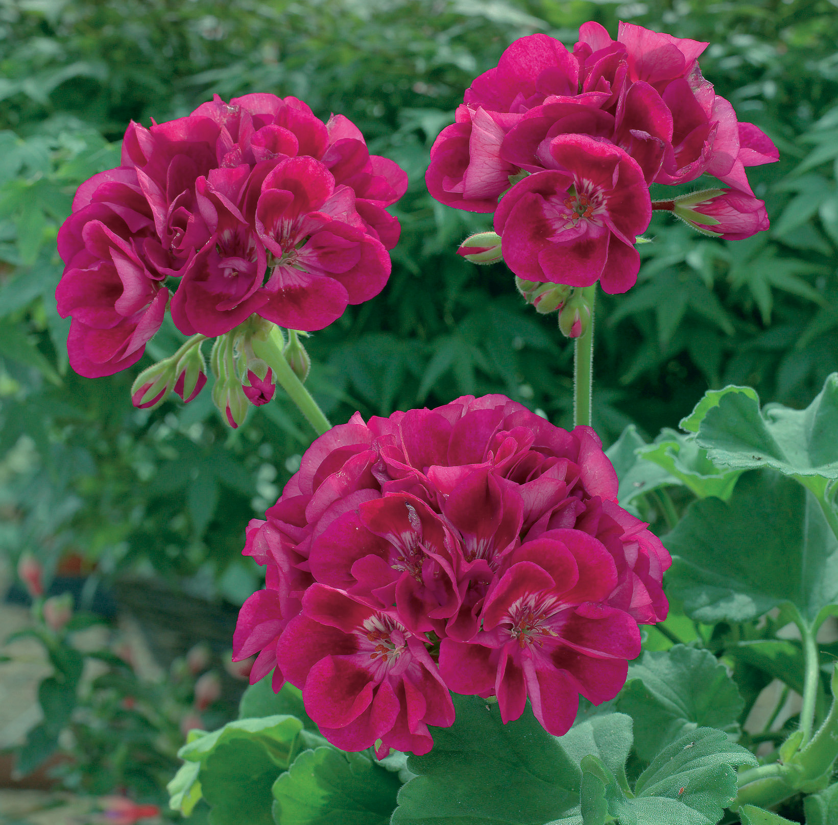 Buy Geranium Grandeur Collection for less with J. Parker's
