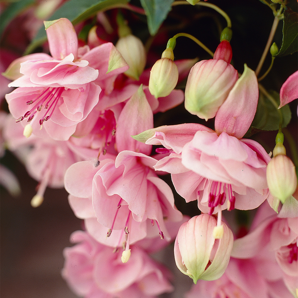 Fuchsia Trailing AGM Collection - JParkers