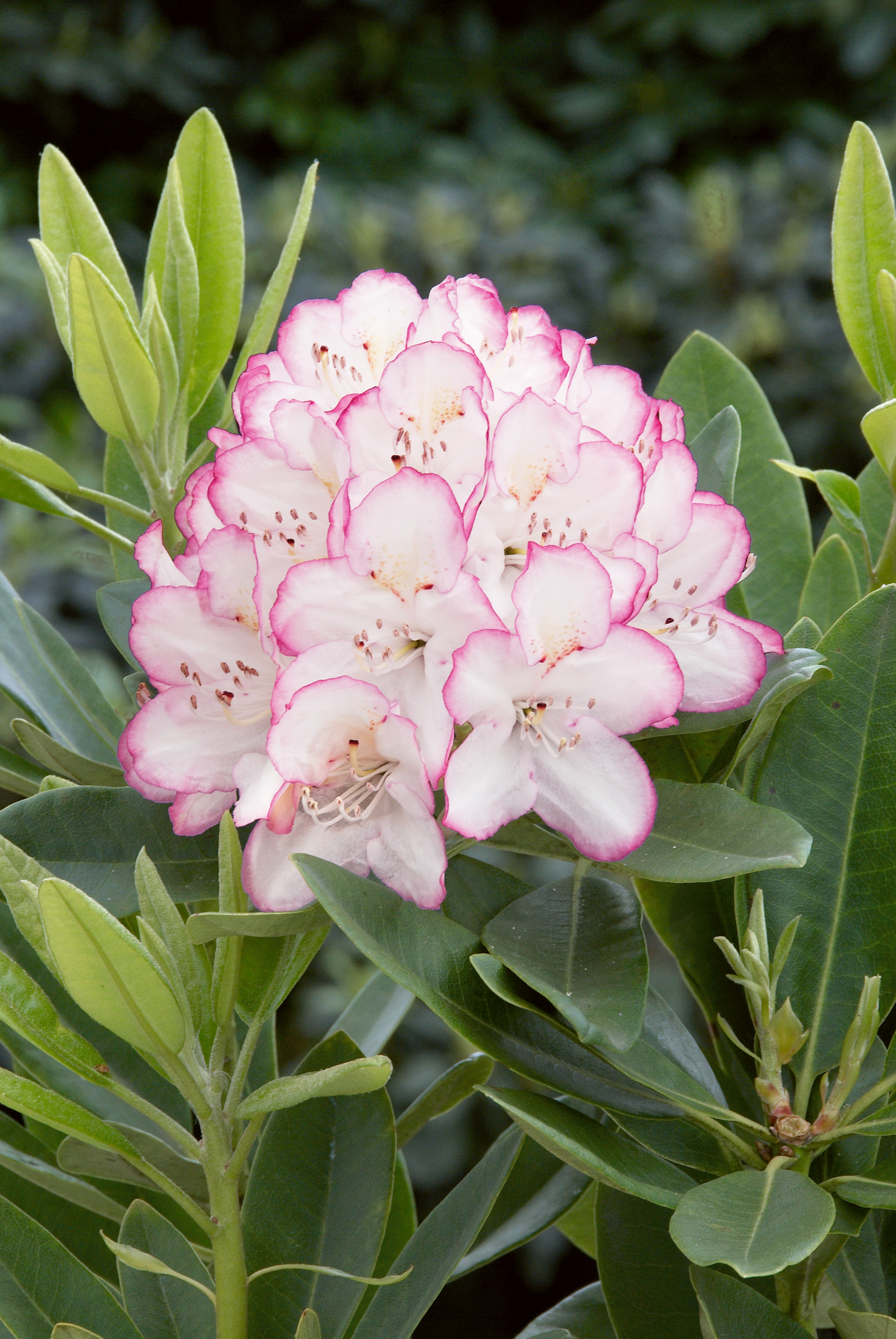 Rhododendron Collection B - JParkers