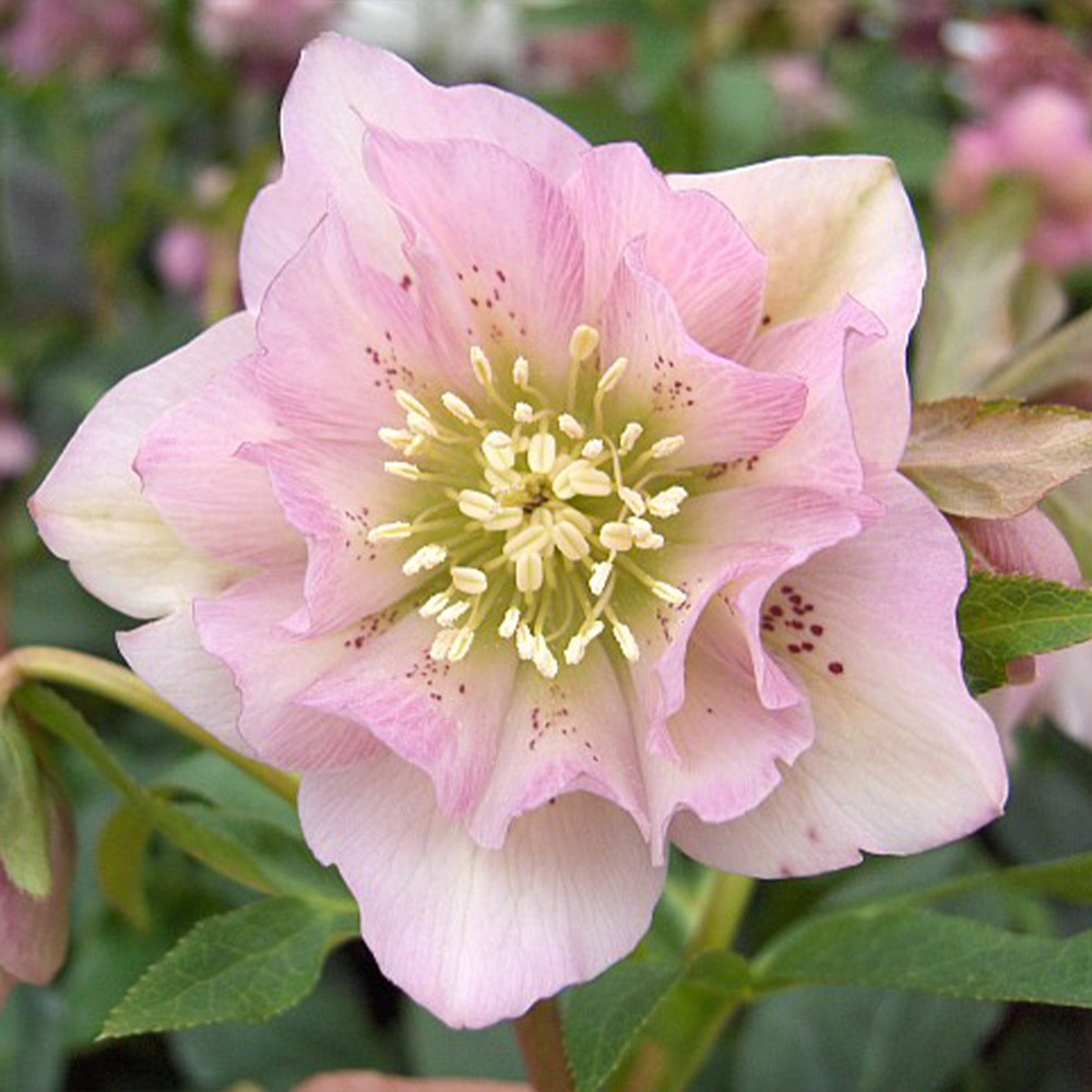 Buy Helleborus Double Ellen Collection at jparkers.co.uk