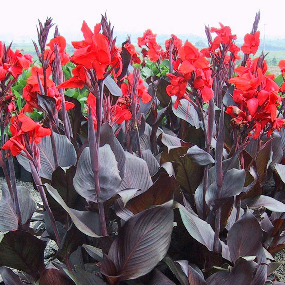 Canna Tropicanna Collection - JParkers