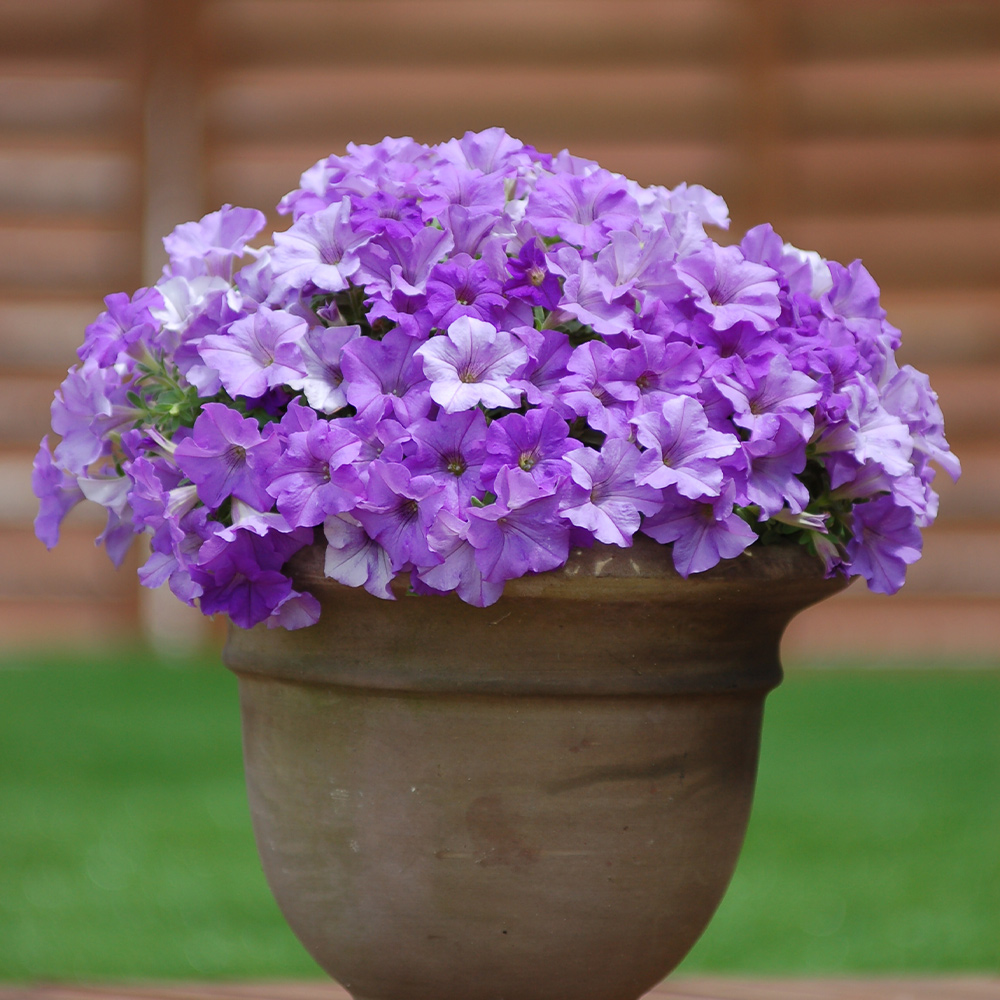 Buy Surfinia Unusual Collection B at jparkers.co.uk