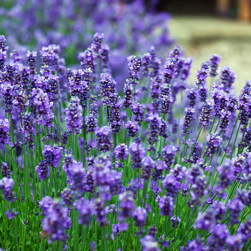 Buy Lavender English Collection at jparkers.co.uk