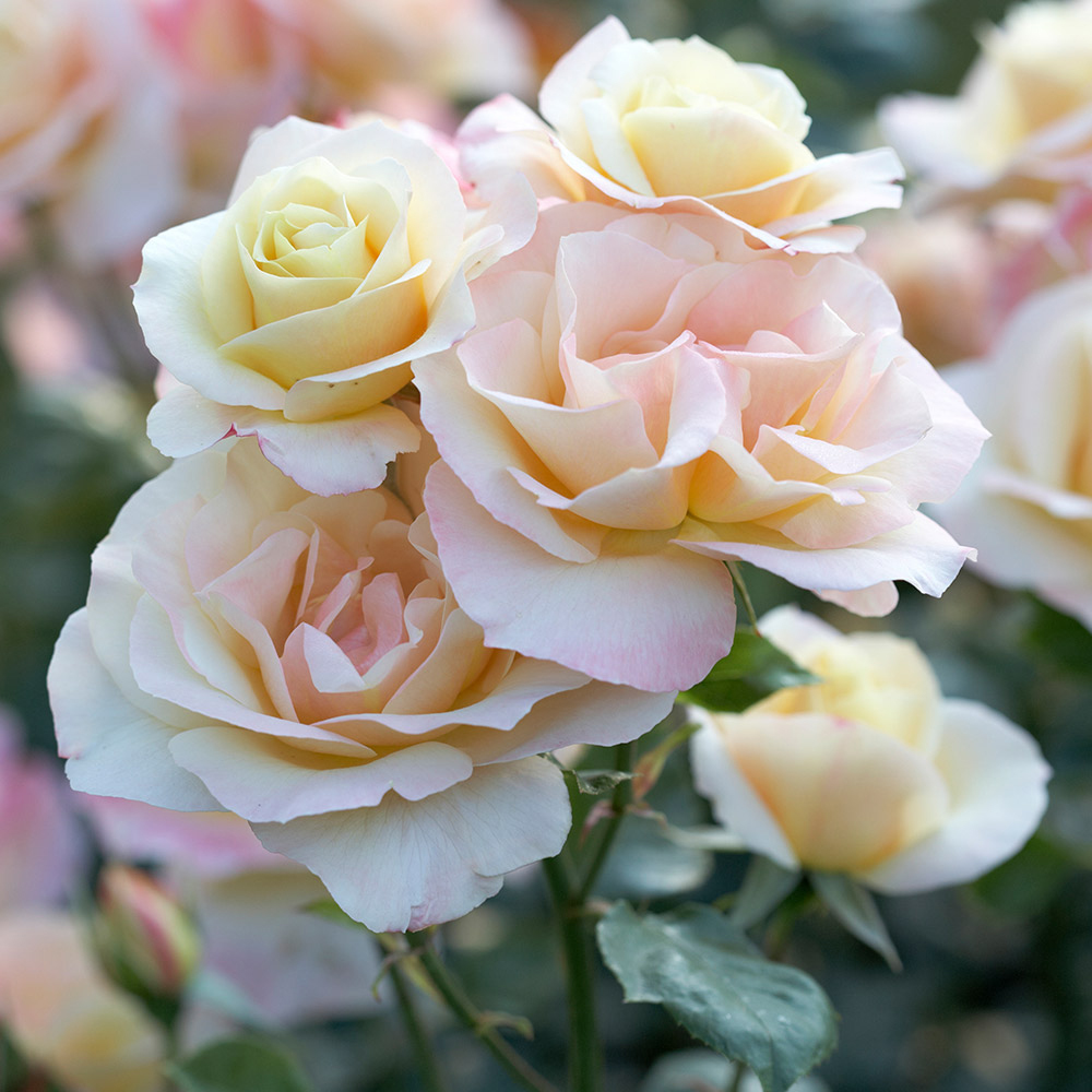Rose Queen Elizabeth Collection - JParkers