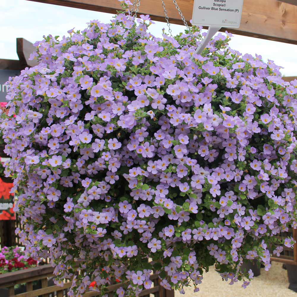 Bacopa Scopia Double Collection - JParkers