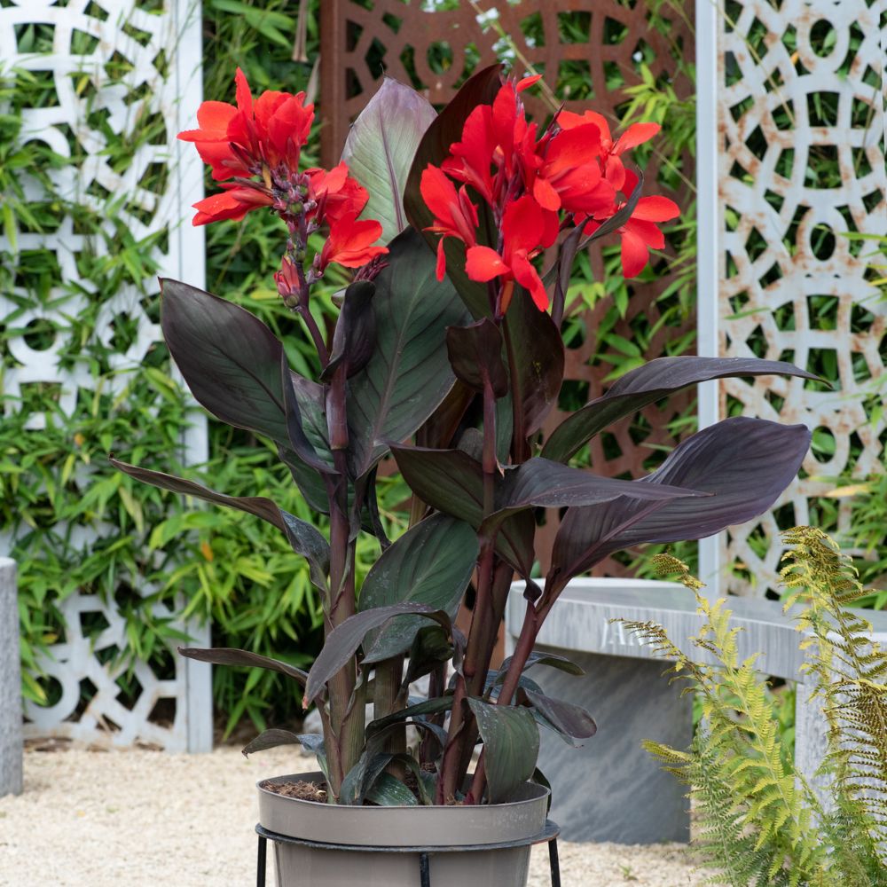Canna Cannova Collection - JParkers