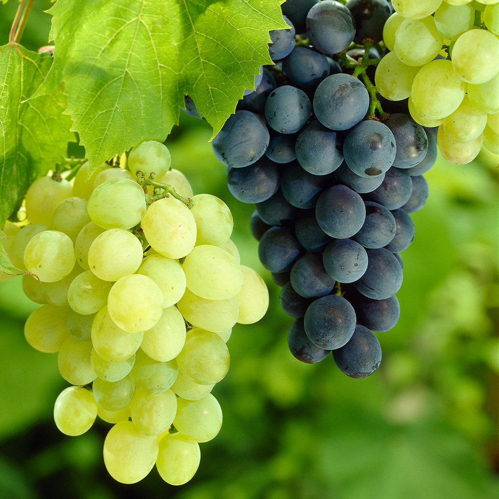 Buy Vitis Seedless Collection | J. Parker's