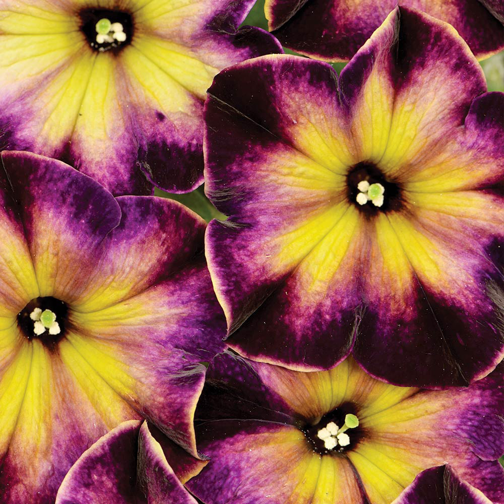 Buy Petunia Crazytunia Collection for less with J. Parker's
