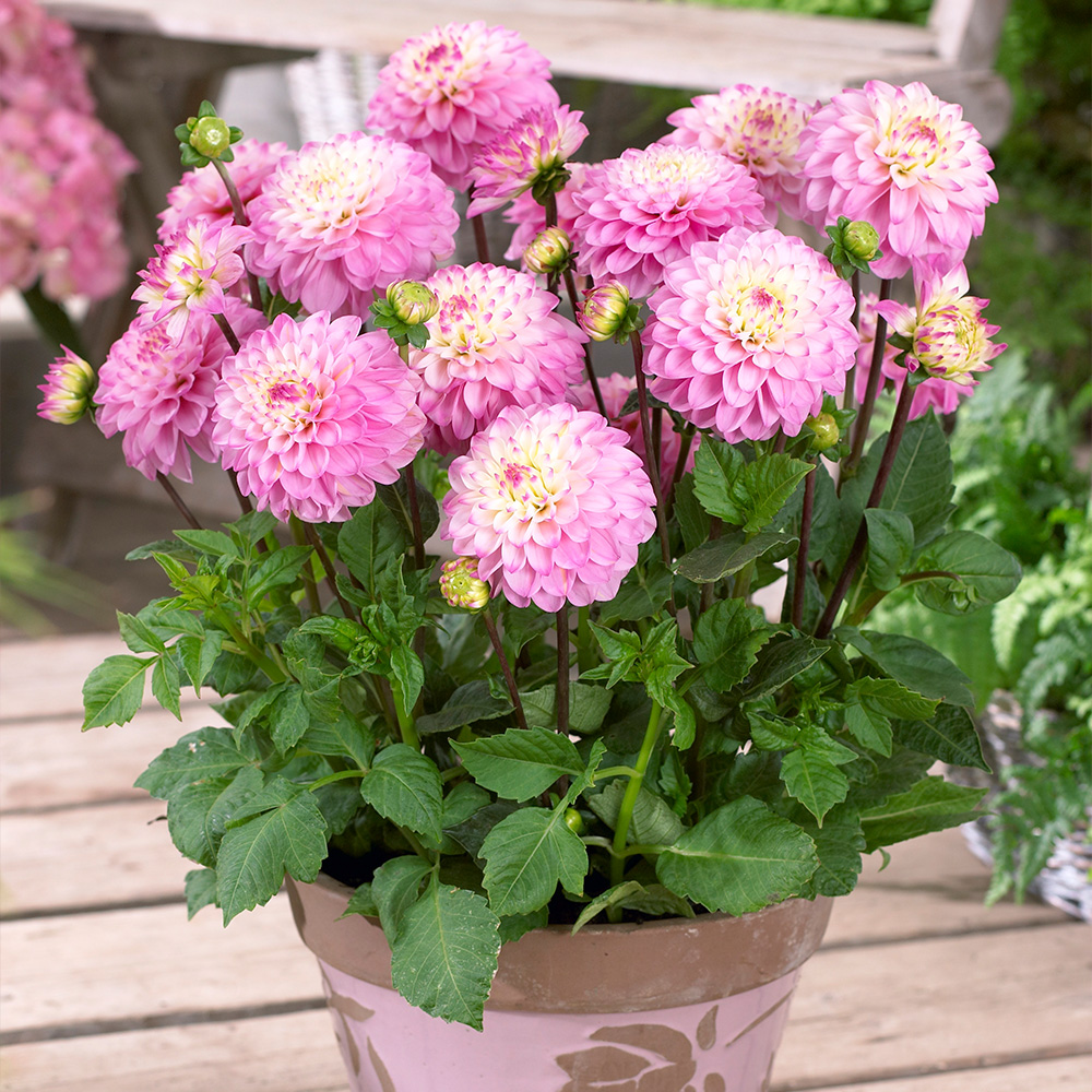 Shop Patio Princess Dahlias | J. Parker's