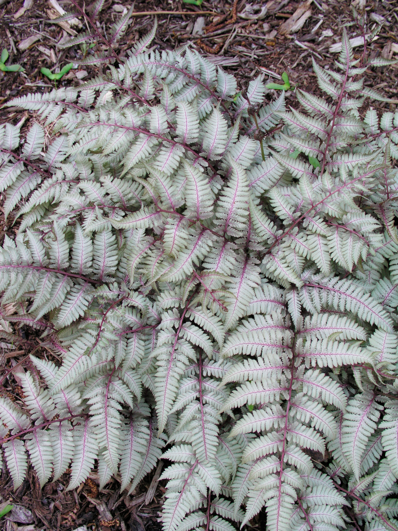 Shop Athyrium Collection (Exotic Ferns) | J. Parker's