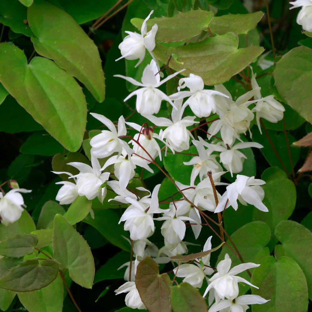 Epimedium Collection - JParkers