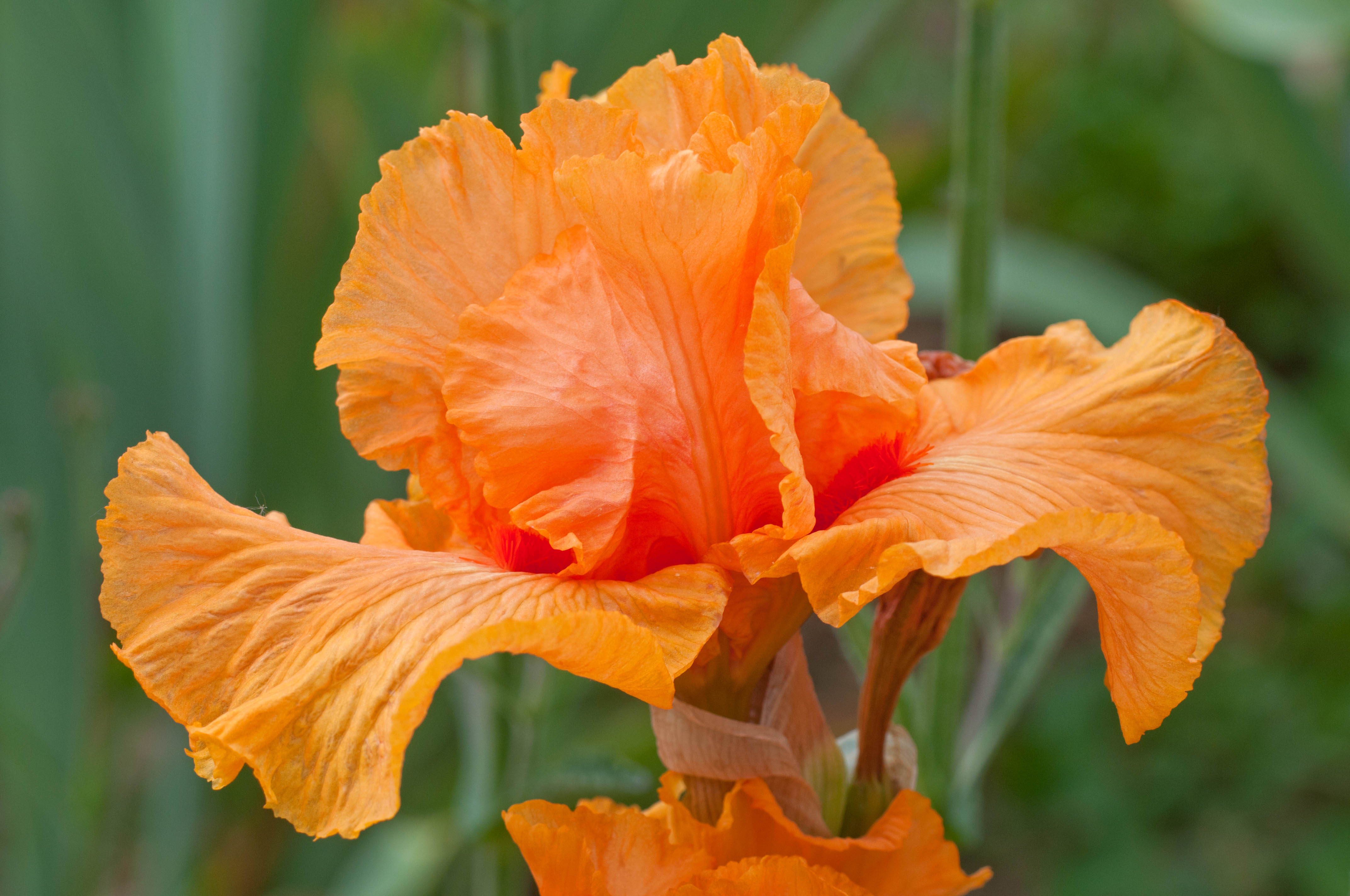Iris germanica 'Collection B' (Bearded Iris) | J. Parker's