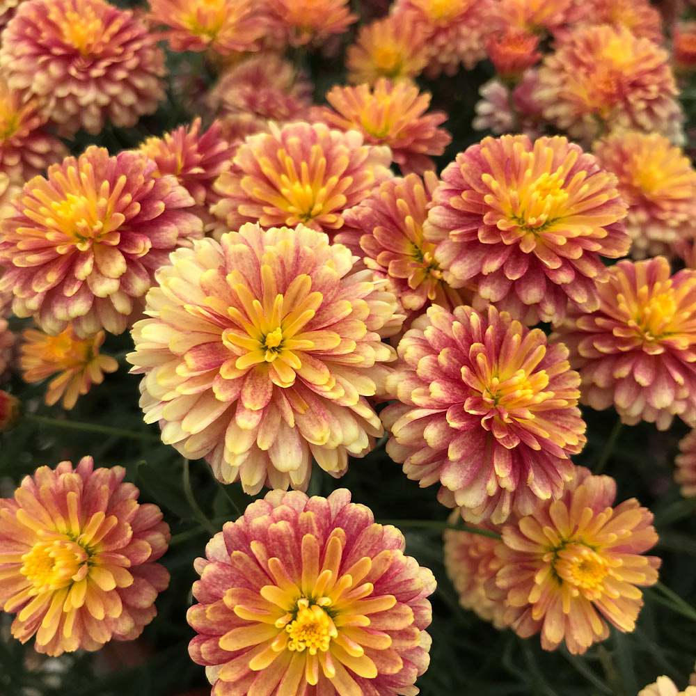Argyranthemum aramis Collection - JParkers