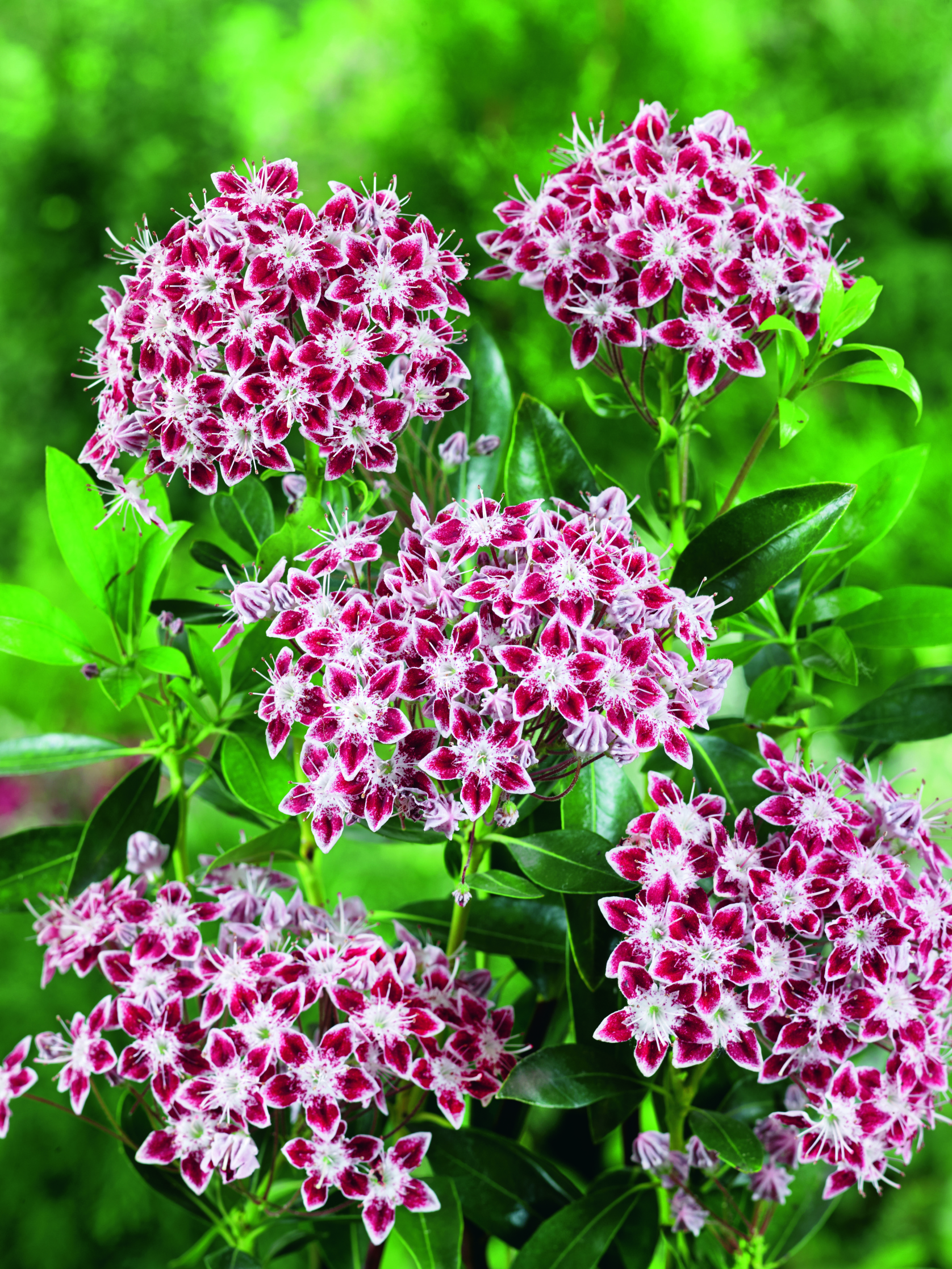 Kalmia latifolia Collection - JParkers
