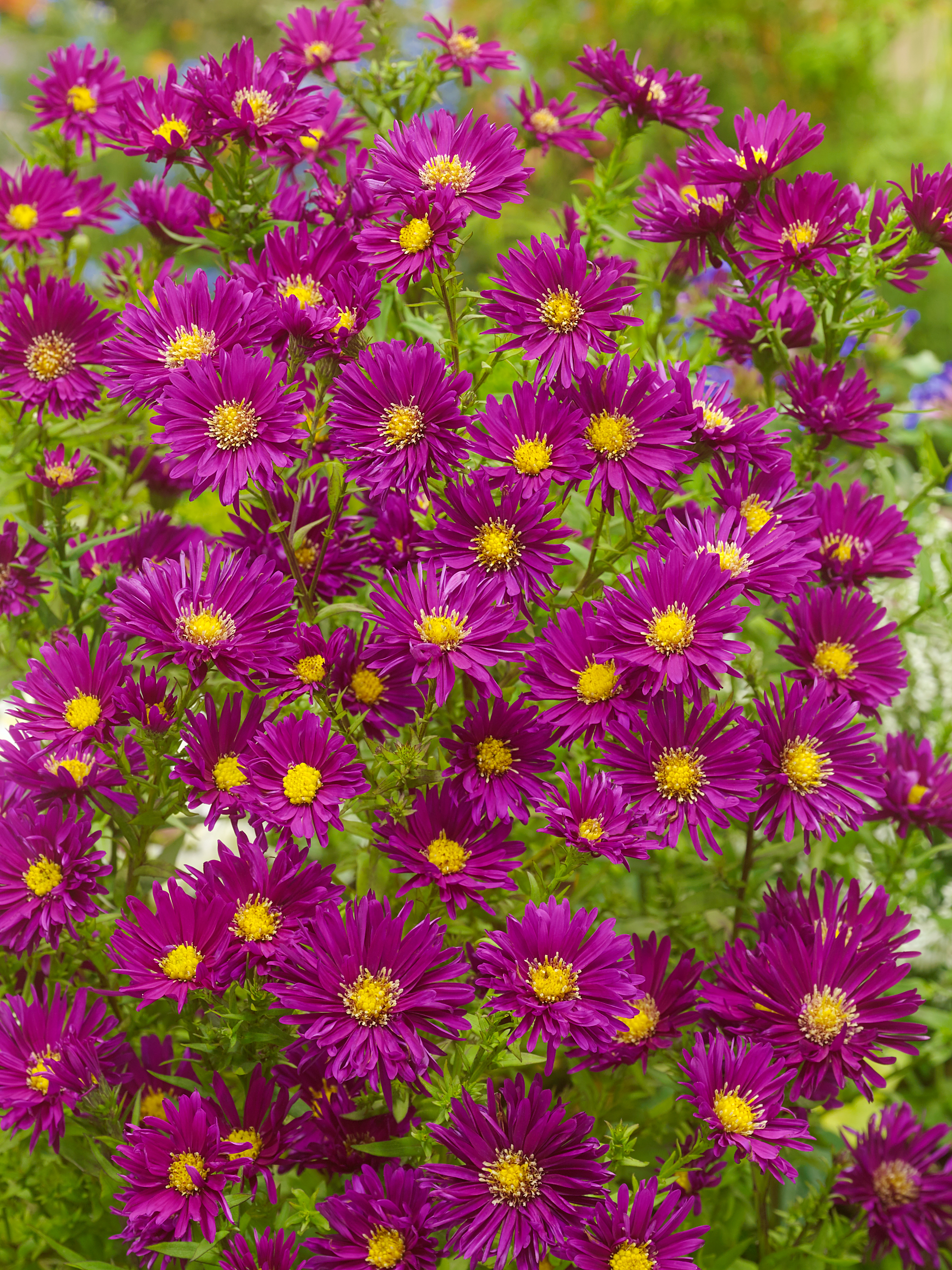 Shop Aster novi-Belgii Collection | J. Parker's