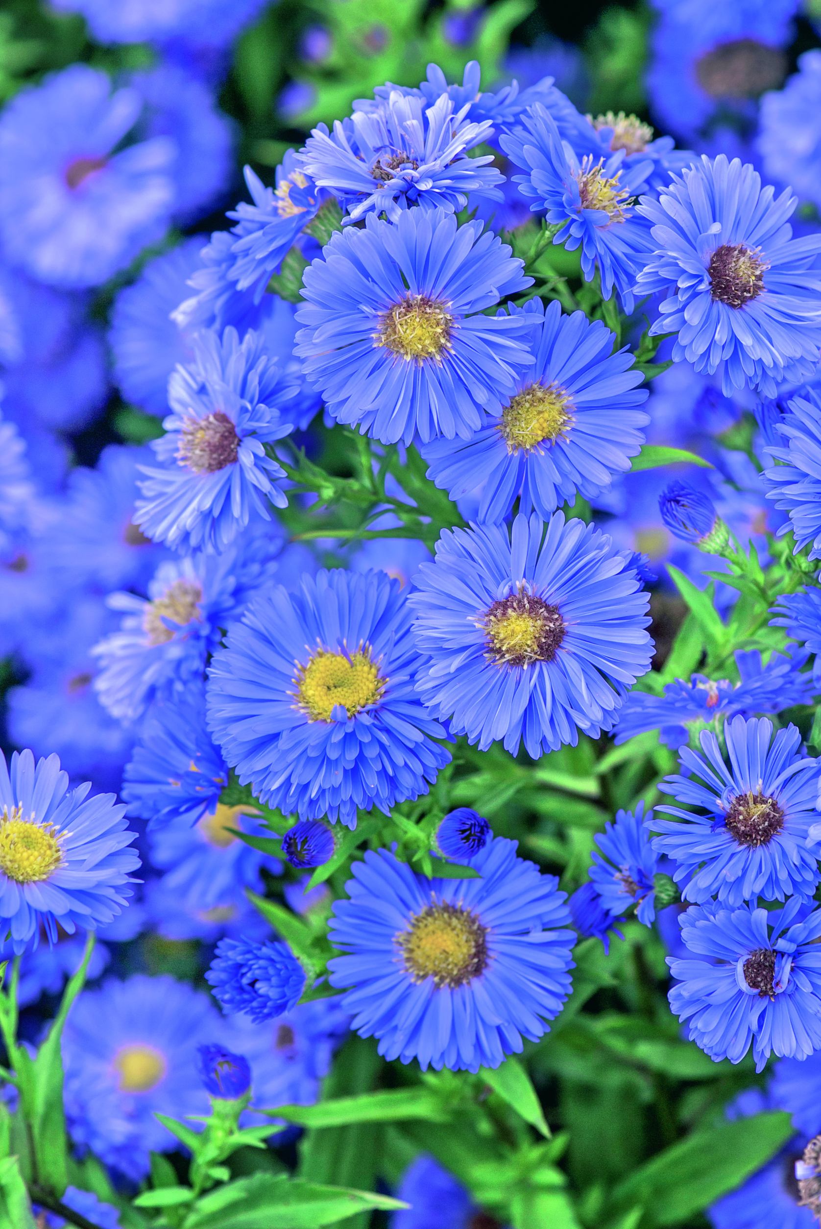 Shop Aster novi-Belgii Collection | J. Parker's